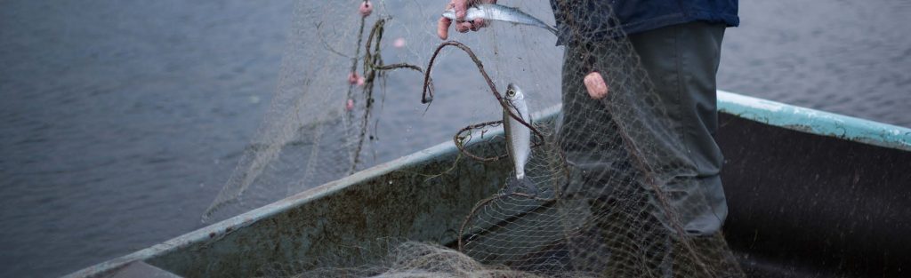 Website banner - 50 years - WAFIC