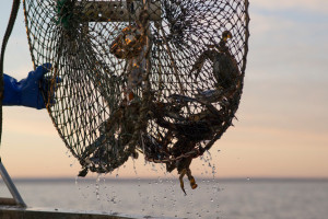 West Coast Bioregion Archives - WAFIC